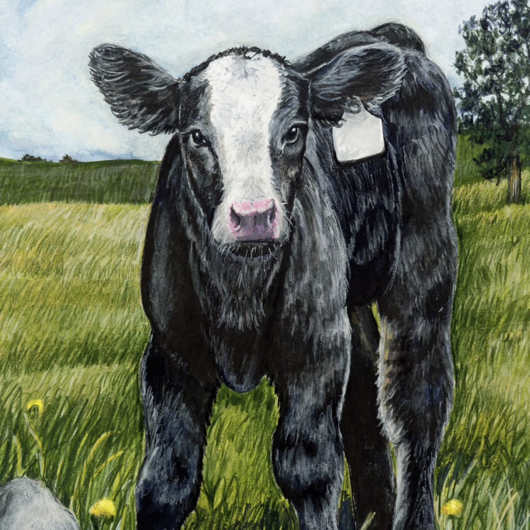 Angus, Simmental & Black Cattle - C.J. Brown Studios