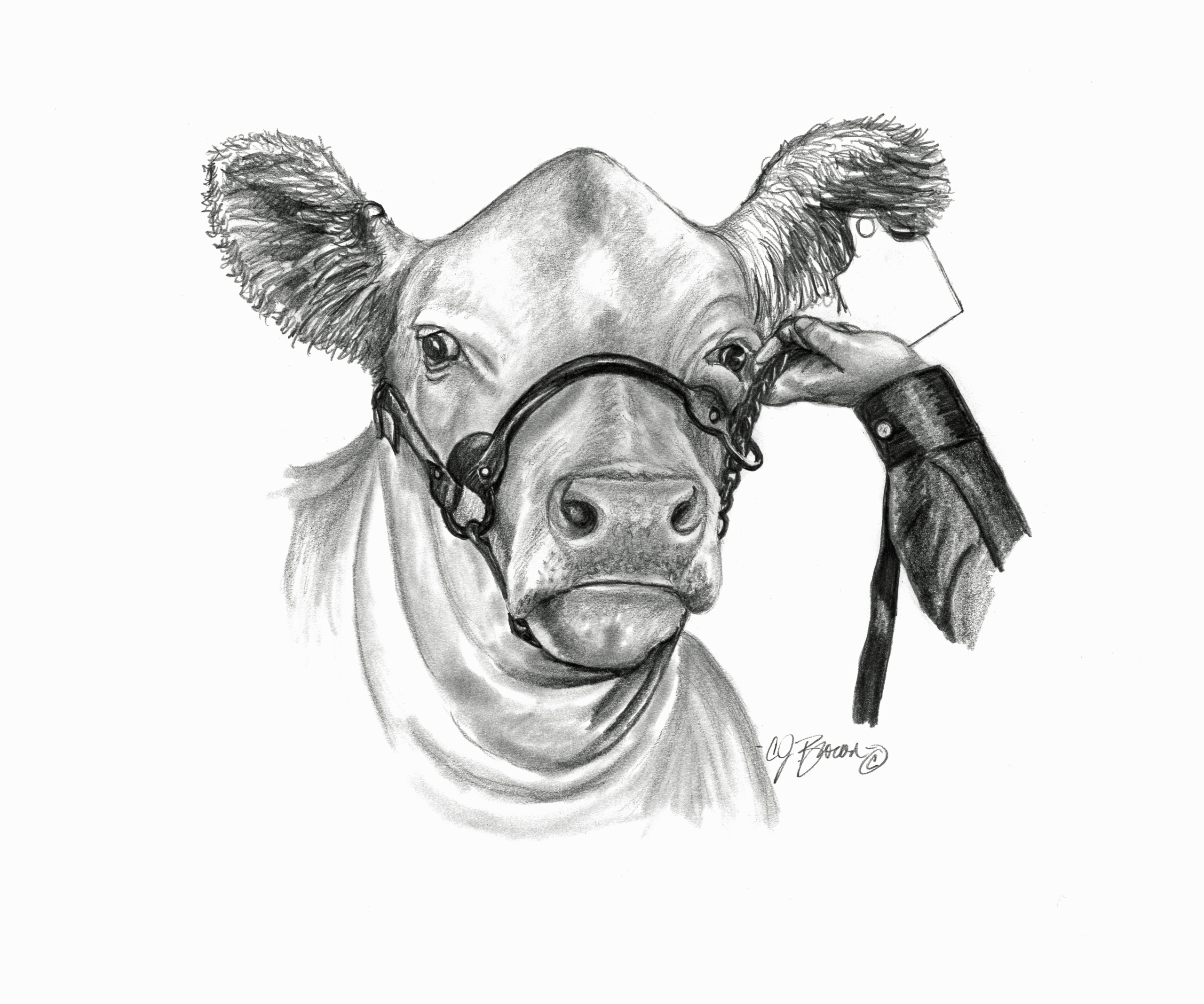 White Halter Power - C.J. Brown Studios